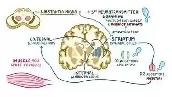 4 Basal ganglia Direct and indirect pathway of movement